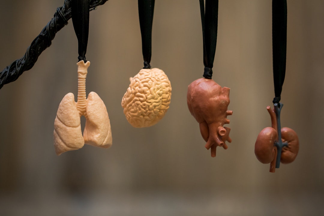 Toy Replica Human Organ Ornament, Anatomy Ornament, Medical Ornament - Etsy