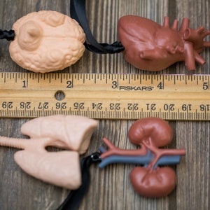 Toy Replica Human Organ Ornament, Anatomy Ornament, Medical Ornament - Etsy