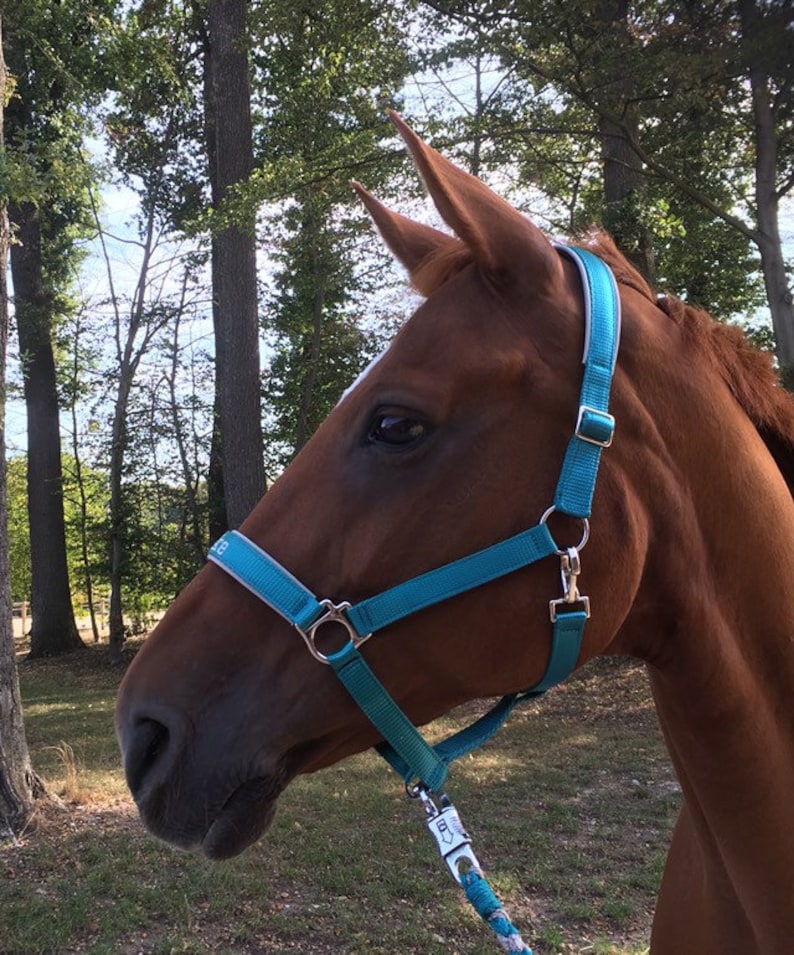 Personalisierte Pferdehalfter Halfter petrol - Etsy.de