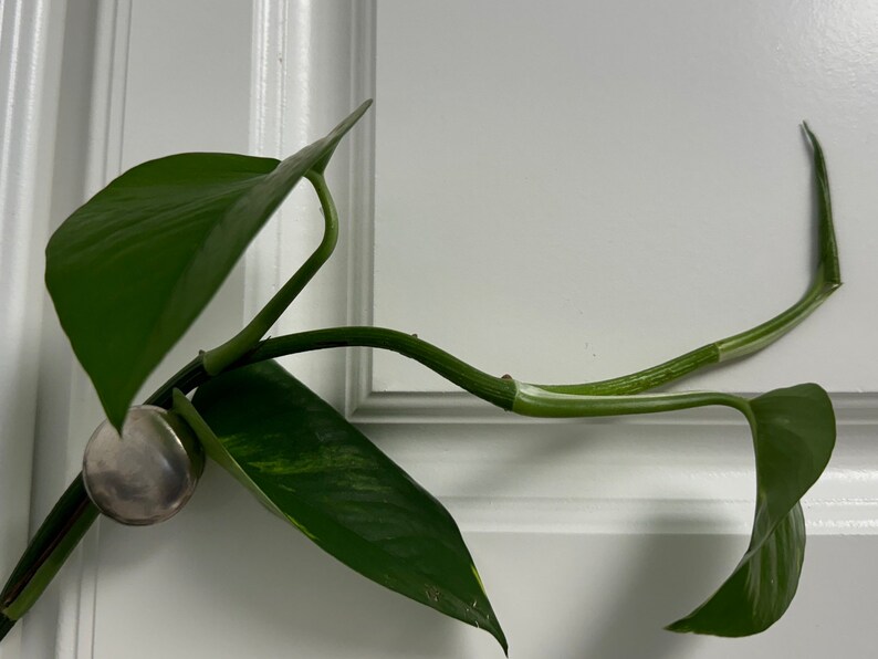 Houseplant Cuttings, Nodes and Leaves, Monstera Swiss Cheese ...