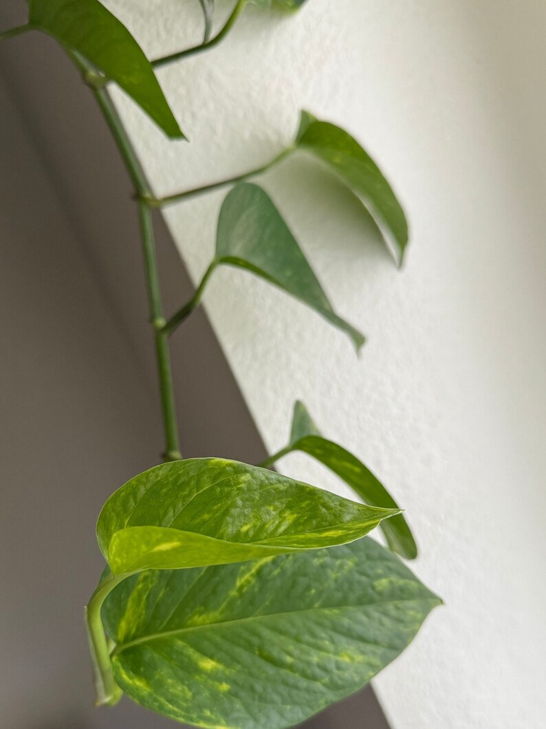 Houseplant Cuttings, Nodes and Leaves, Monstera Swiss Cheese ...