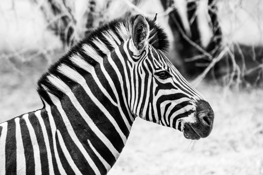 African Zebra Photographic Print - Etsy