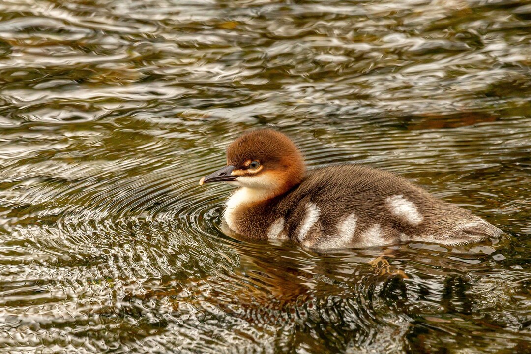 Goosander Chick Photography Print. - Etsy