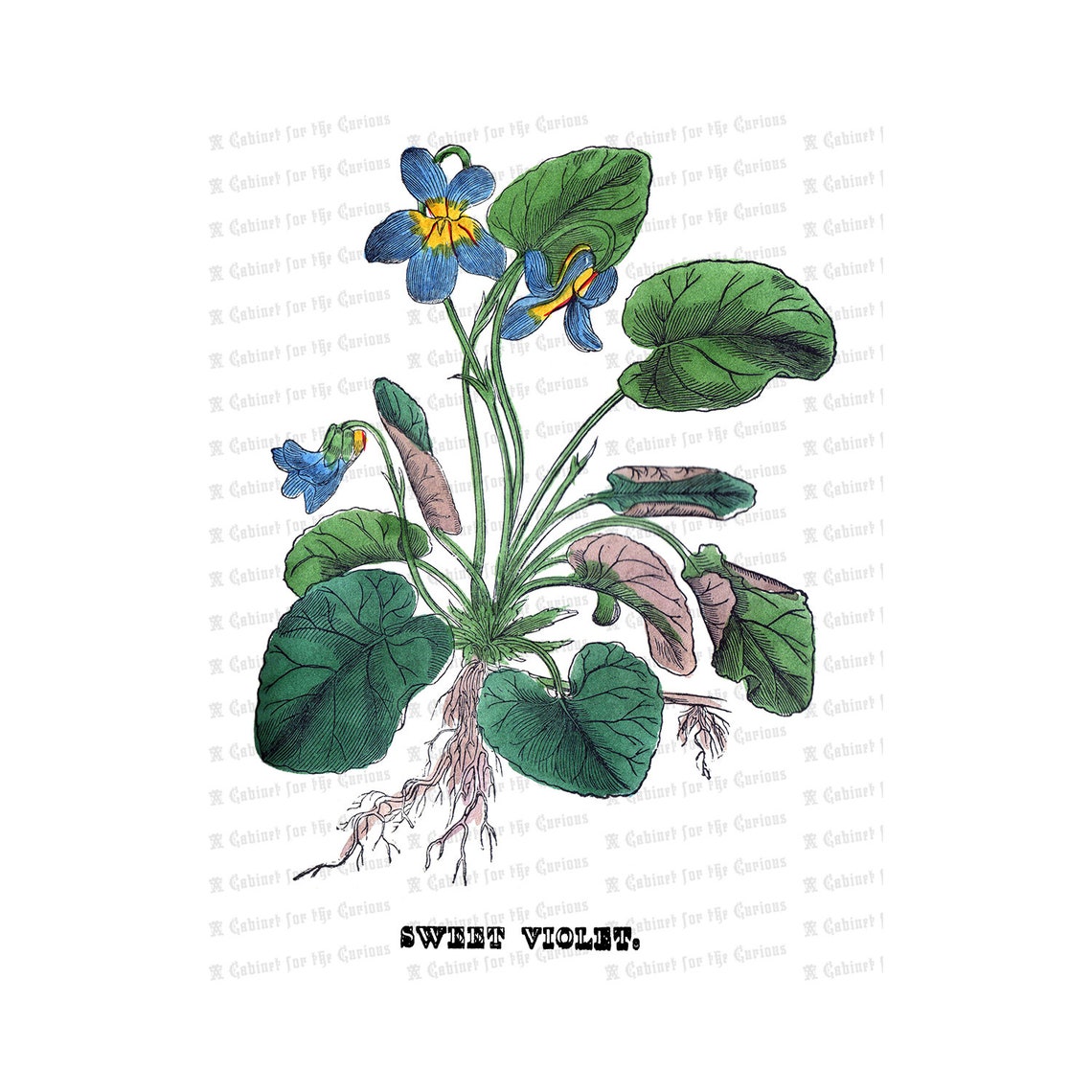 Victorian Floral Vector Clip Art | Antique Sweet Violet Flower ...