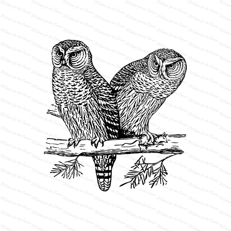Victorian Northern Hawk Owls With Mouse | Antique Vintage Bird Owl ...