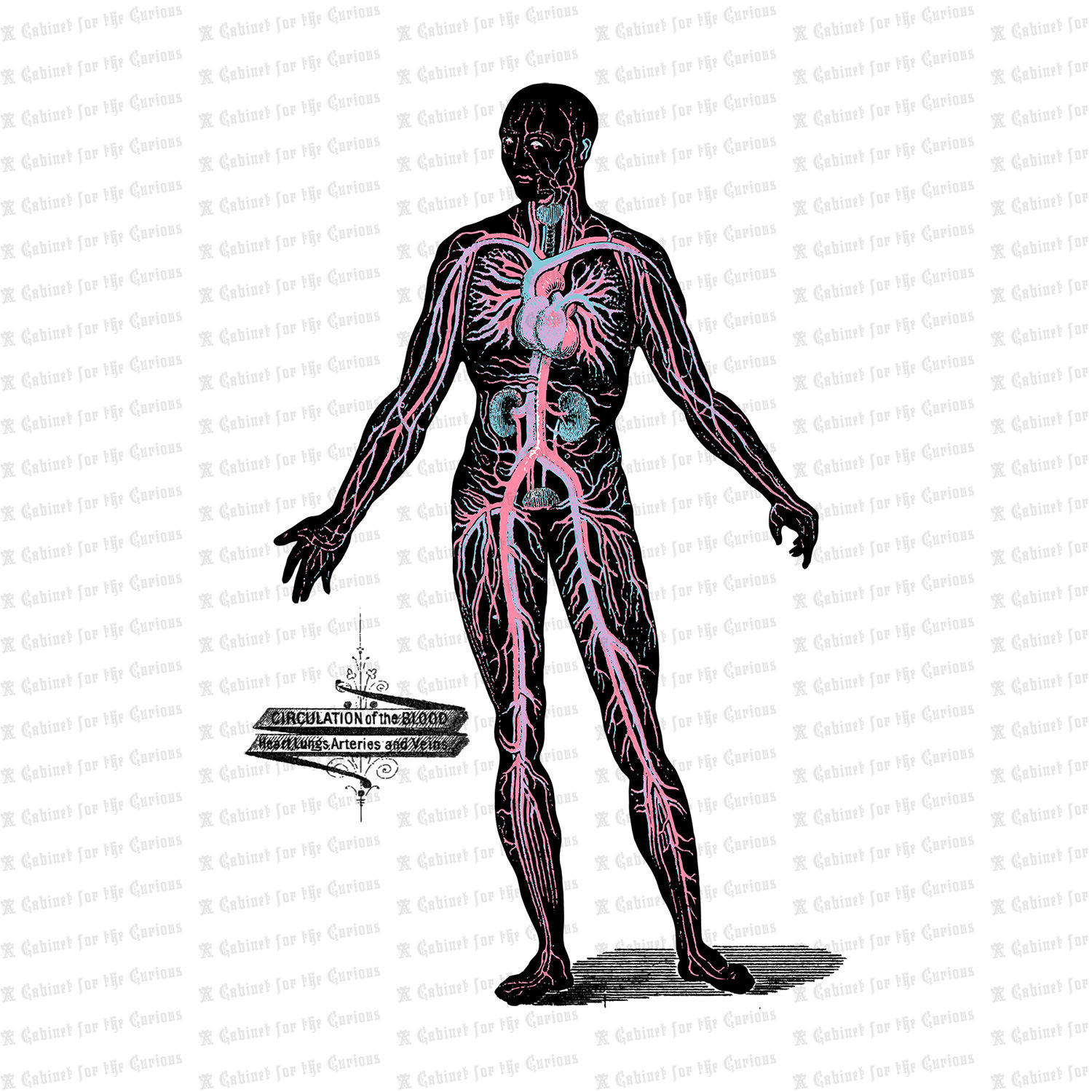 Circulatory System Clipart