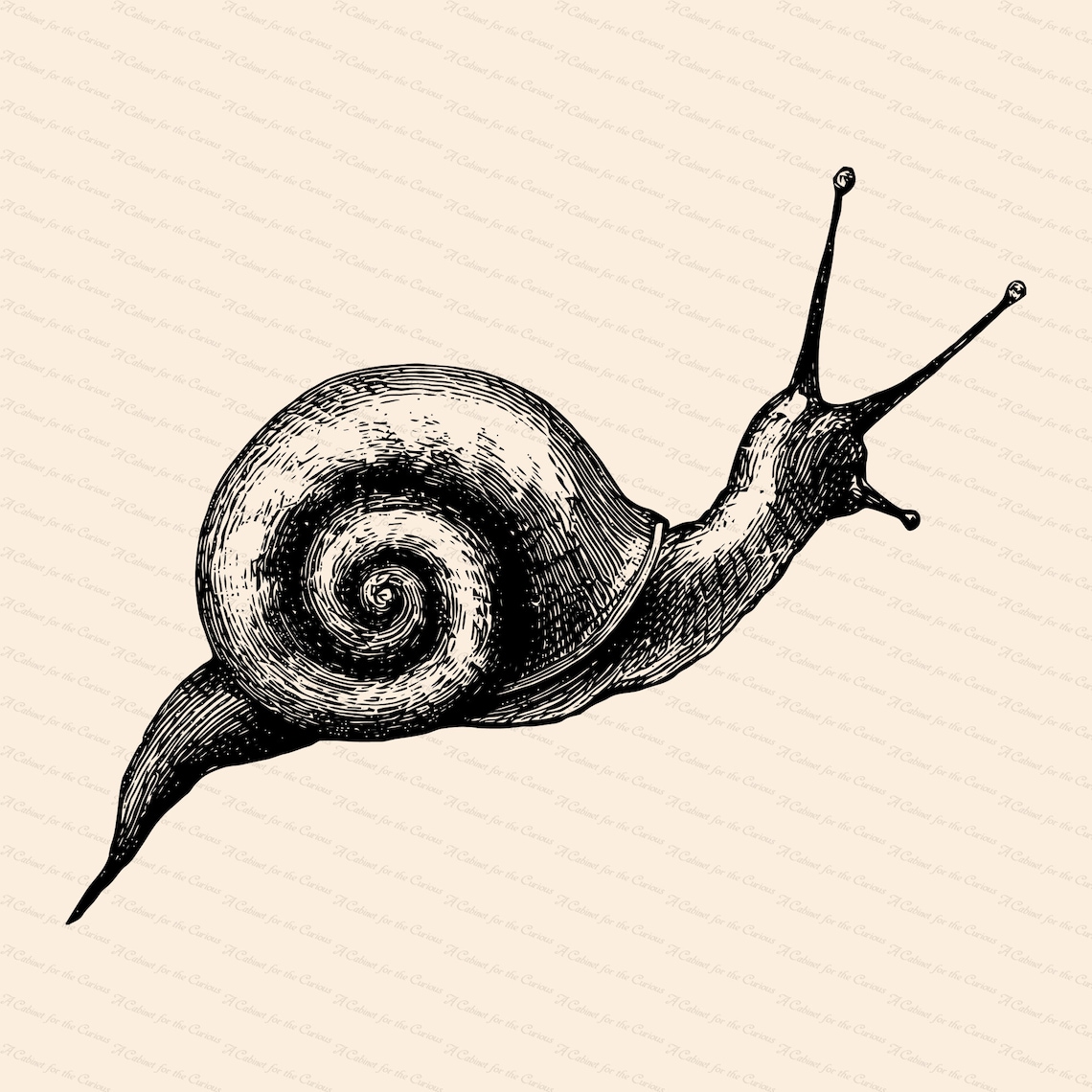 Victorian Snail | Antique Vintage Garden Snail Mollusca Vector Clip Art ...