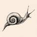 Victorian Snail | Antique Vintage Garden Snail Mollusca Vector Clip Art ...
