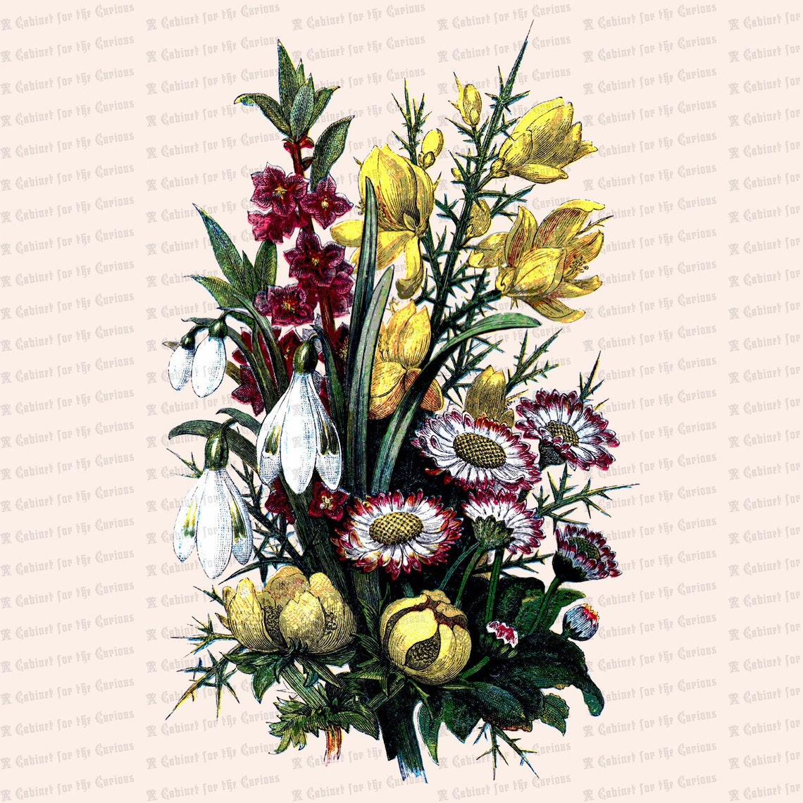 Victorian Early Spring Wild Flowers Vector Clip Art Antique February ...