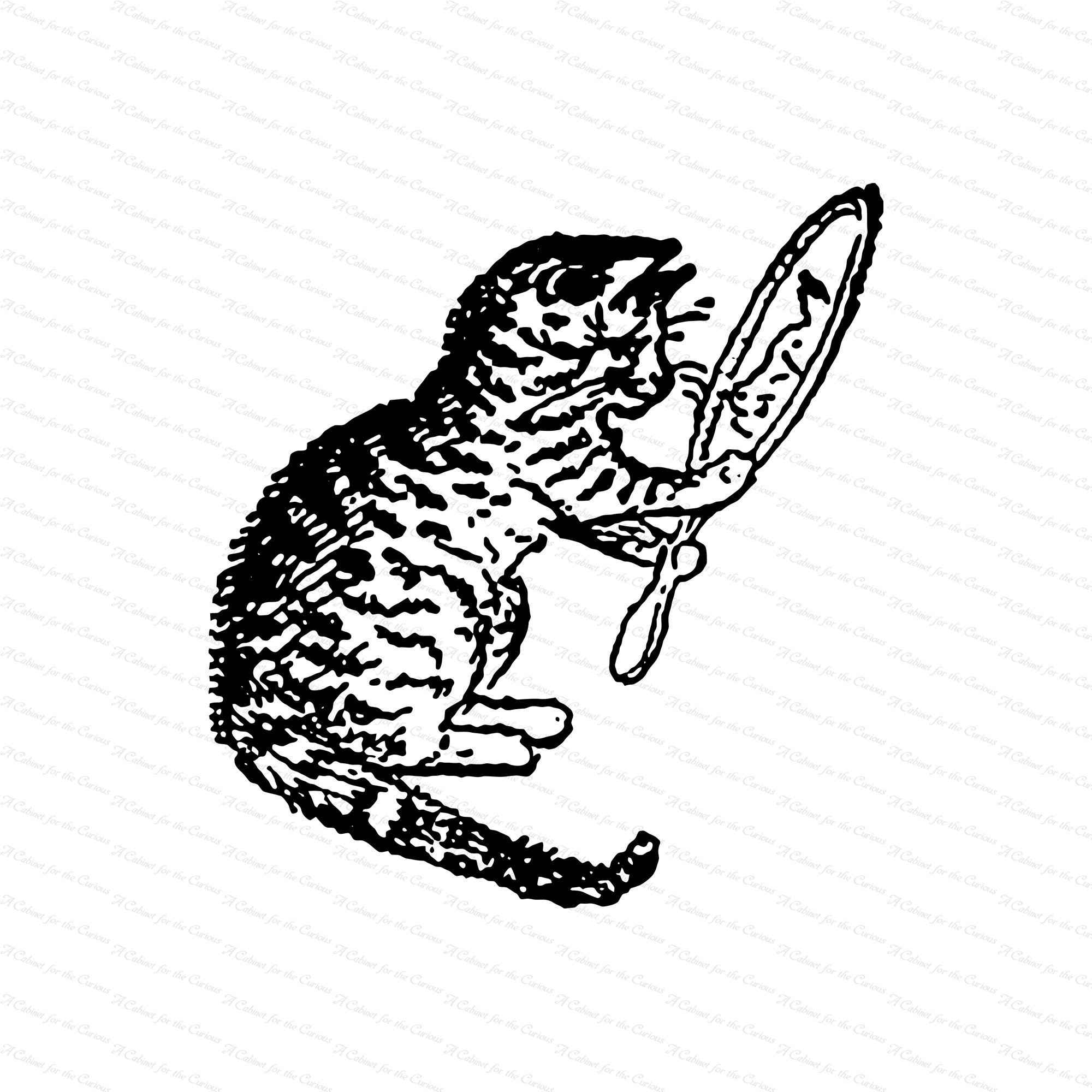 Victorian Cat With Mirror Clipart | Vintage Cat Looking Into Mirror ...