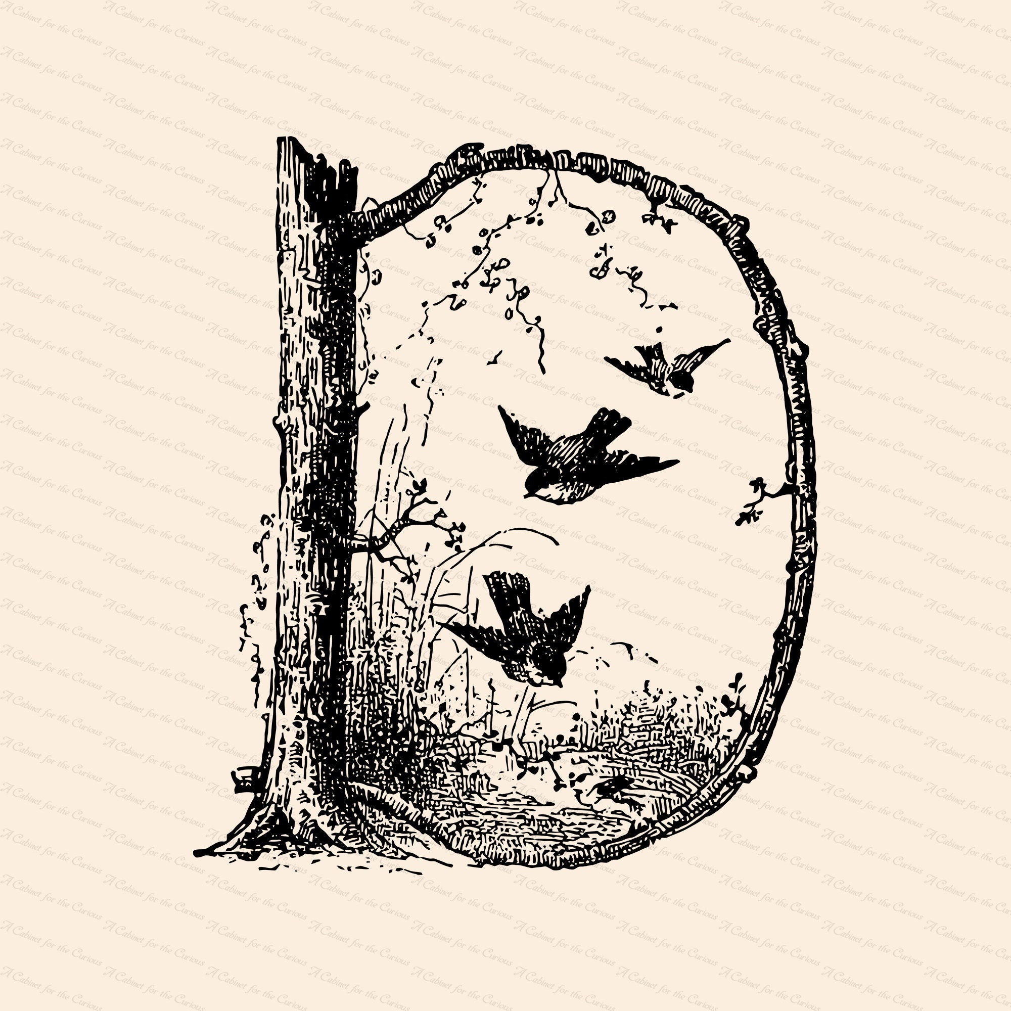 Letter D Images In Nature