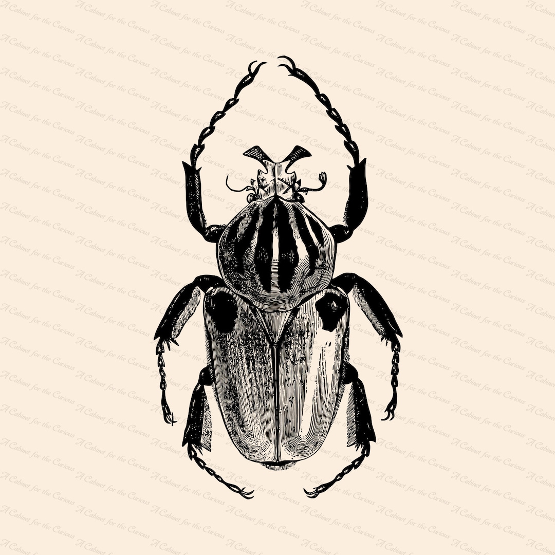 Victorian Goliathus Cacius Beetle | Antique Vintage Insect Vector Clip ...