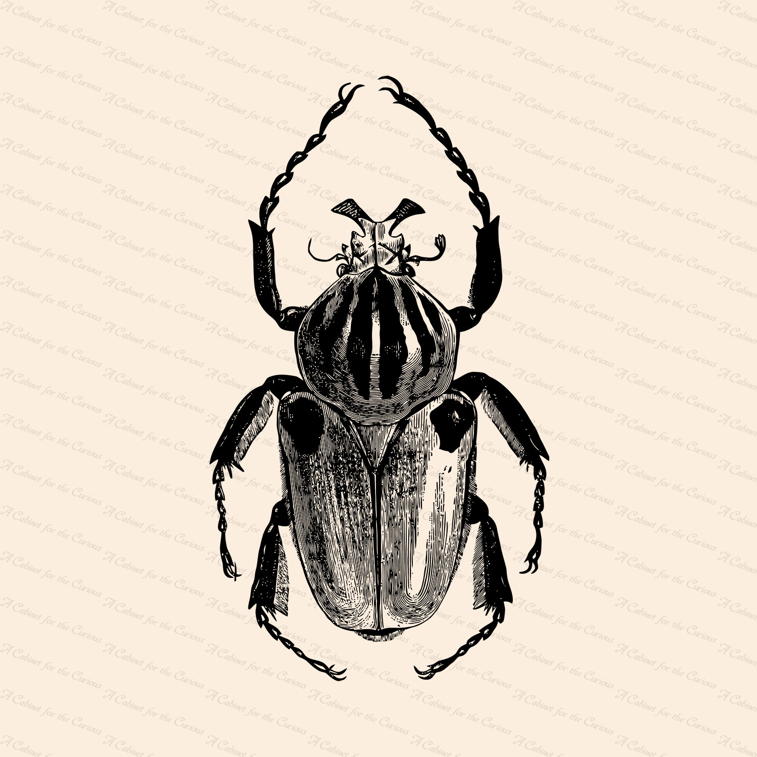 Victorian Bug