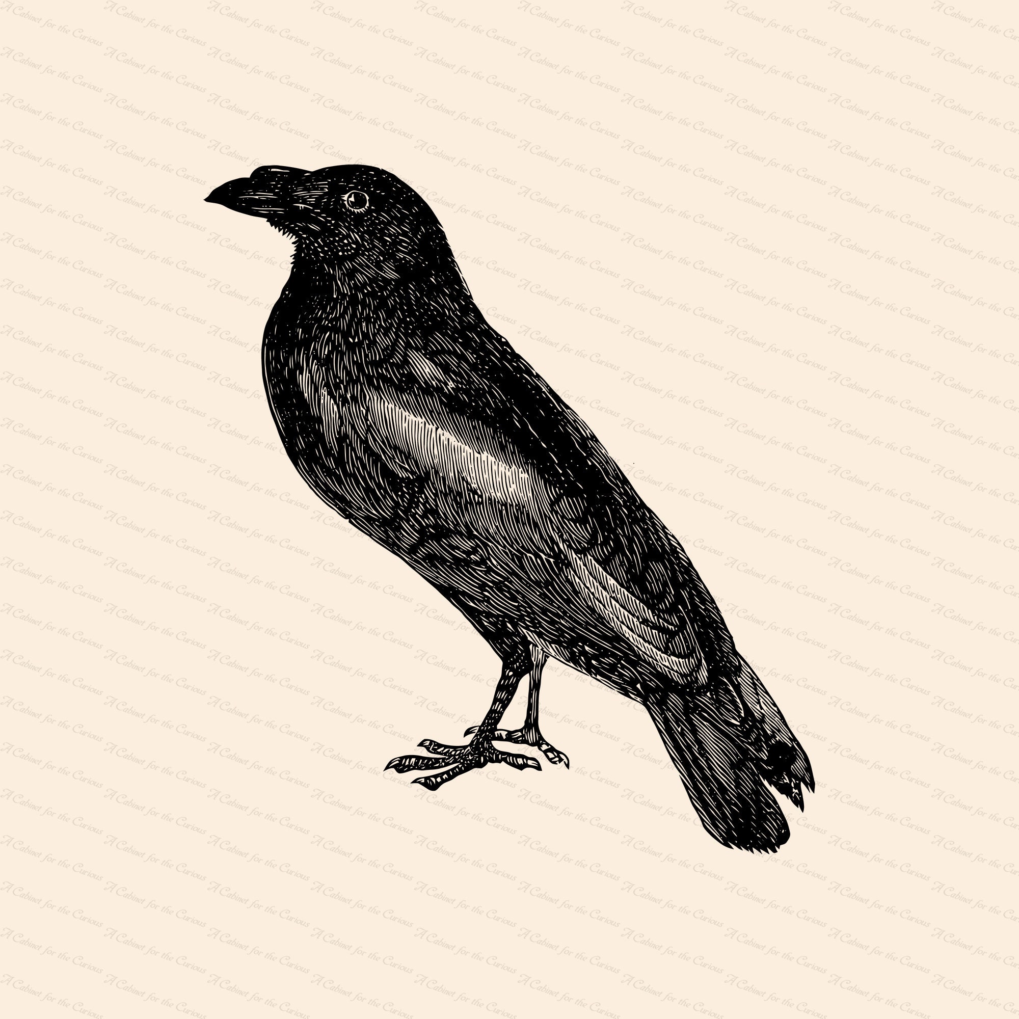 Victorian Raven Clipart | Antique Vintage Bird Corvidae Vector Clip Art ...