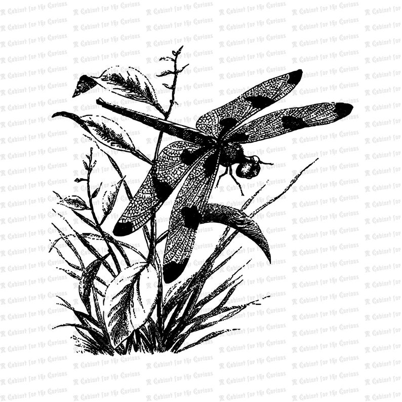 Victorian Dragonfly Antique Vintage Insect Vector Clip Art SVG PNG JPG ...