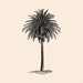 Victorian Palm Tree | Antique Vintage 1880s Arecaceae | Vintage ...