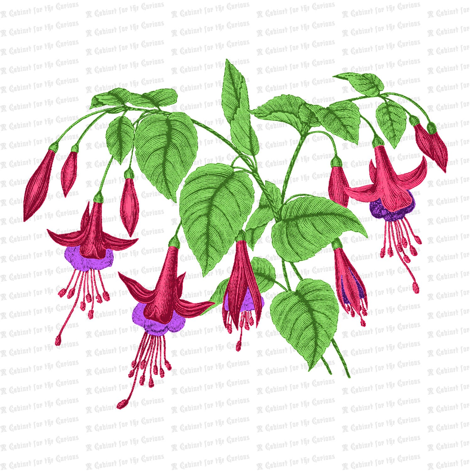 Victorian Fuschia Flowers Vector Clip Art | Antique Fuchsia Magellanica ...