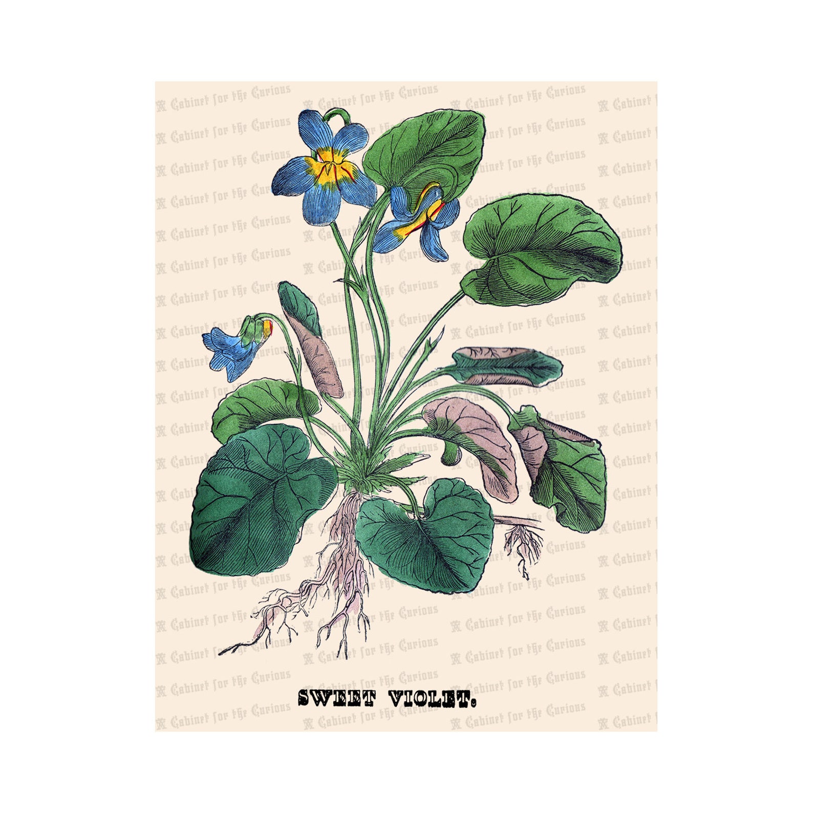 Victorian Floral Vector Clip Art | Antique Sweet Violet Flower ...