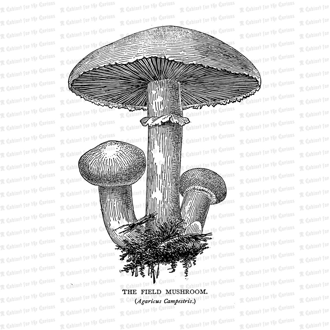Vintage 1908 Field Mushroom Vector Clip Art | Antique Edwardian ...