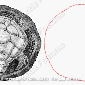 Sea Turtle, Sea Life, 300 DPI, Live Edge, Laser Etch Burn Carved Look ...