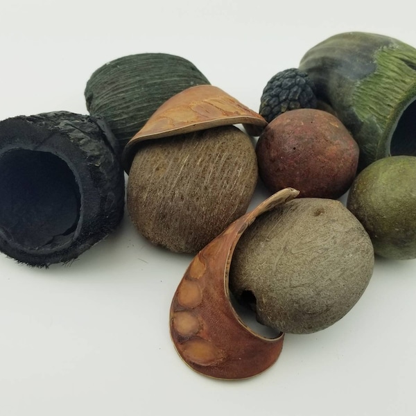 Dried Seed Pods - Etsy