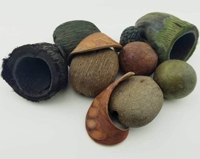 Seed Pod Variety- 10 Pieces. Natural Bowl or Vase Fillers. Rustic ...