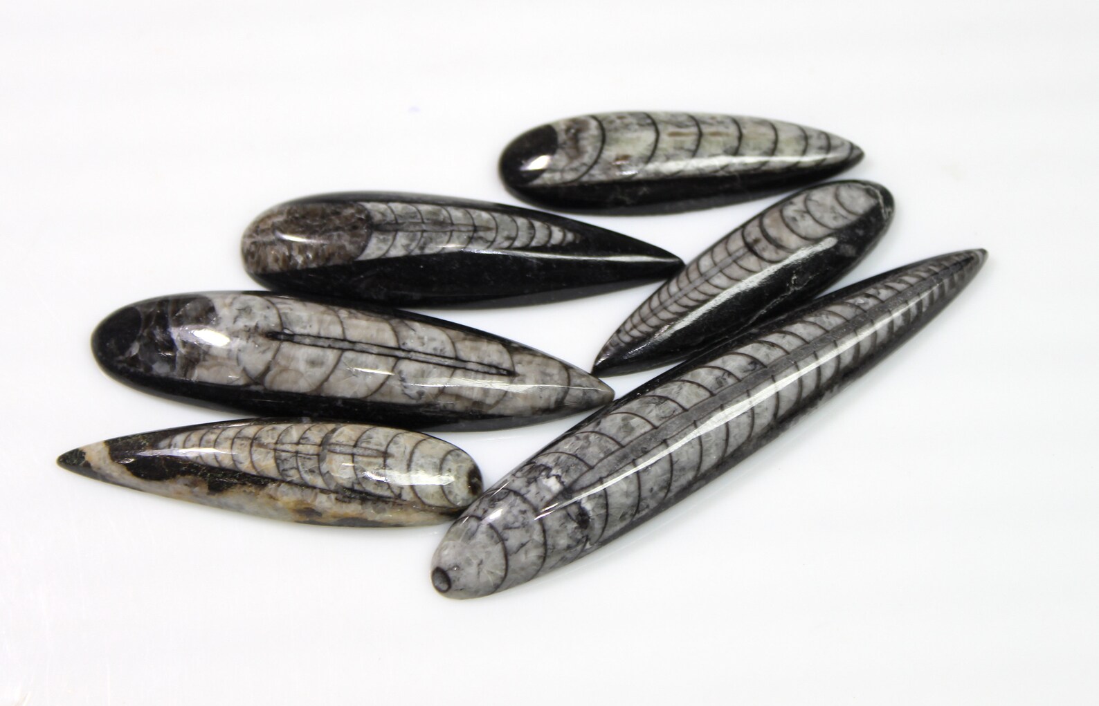 Natural Fossil Orthoceras 6 Pcs200 Carats Size 12X42 to - Etsy