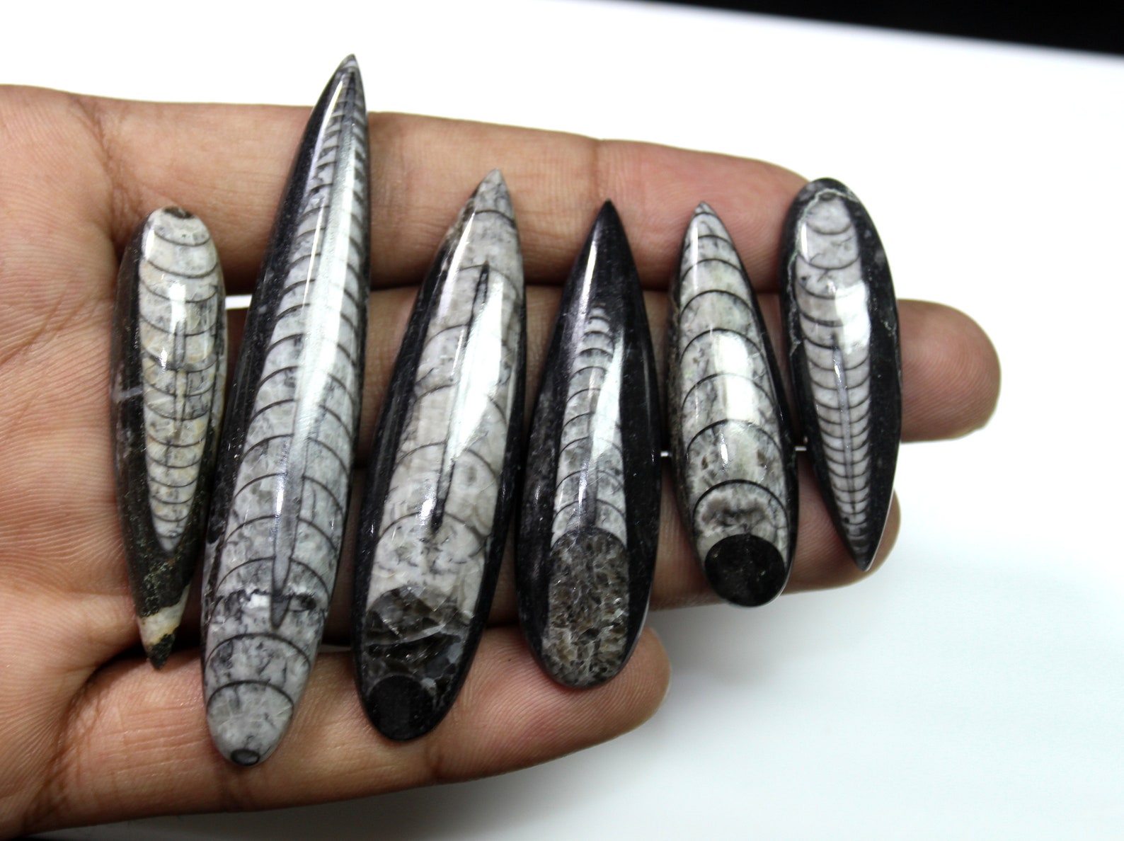Natural Fossil Orthoceras 6 Pcs200 Carats Size 12X42 to - Etsy
