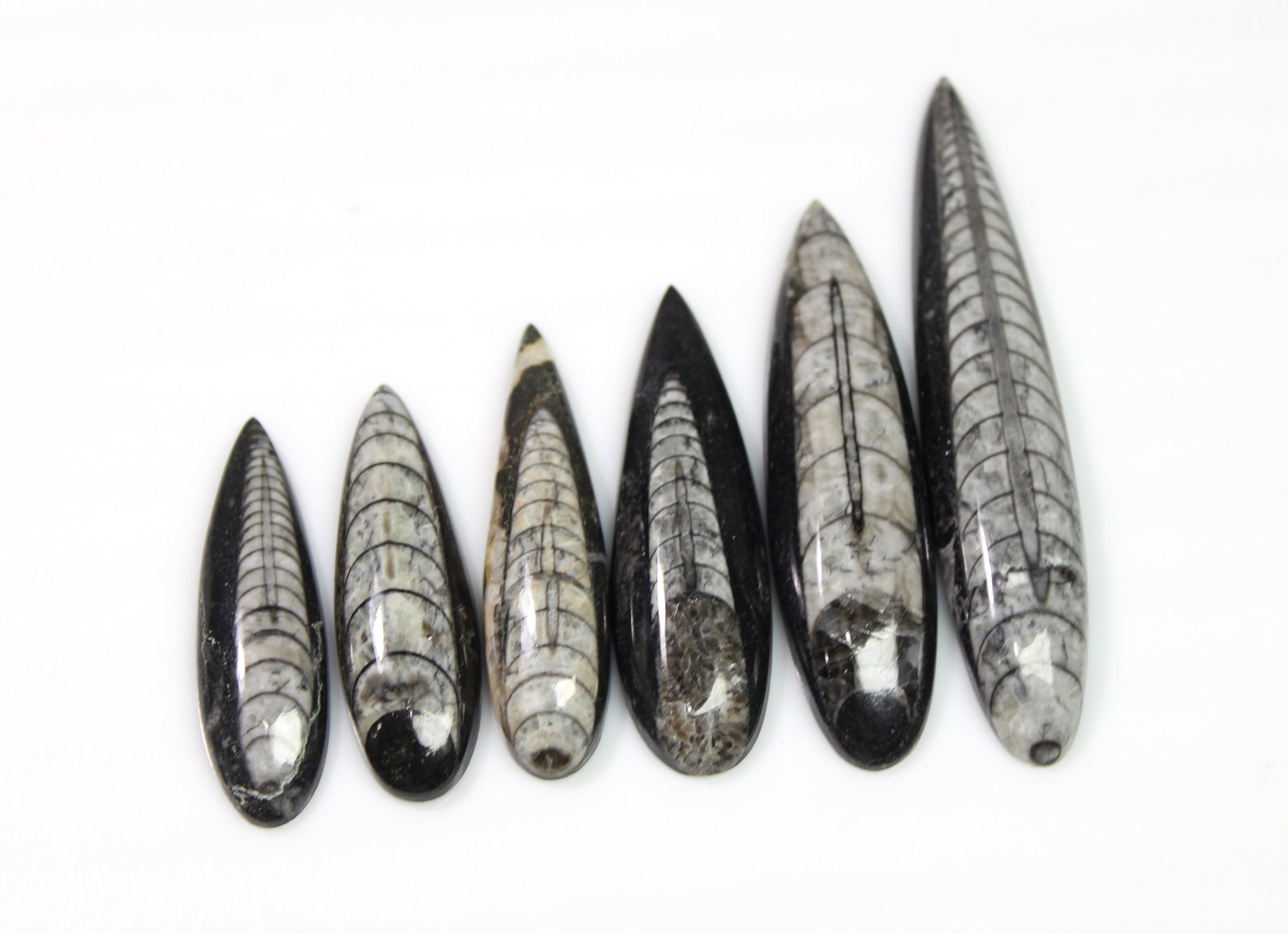 Natural Fossil Orthoceras 6 Pcs200 Carats Size 12X42 to - Etsy