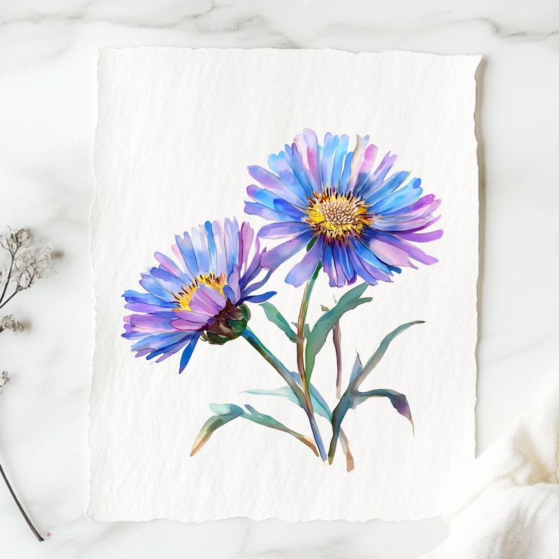 Watercolor Aster Clipart, Flower Clipart - Instant Download for ...