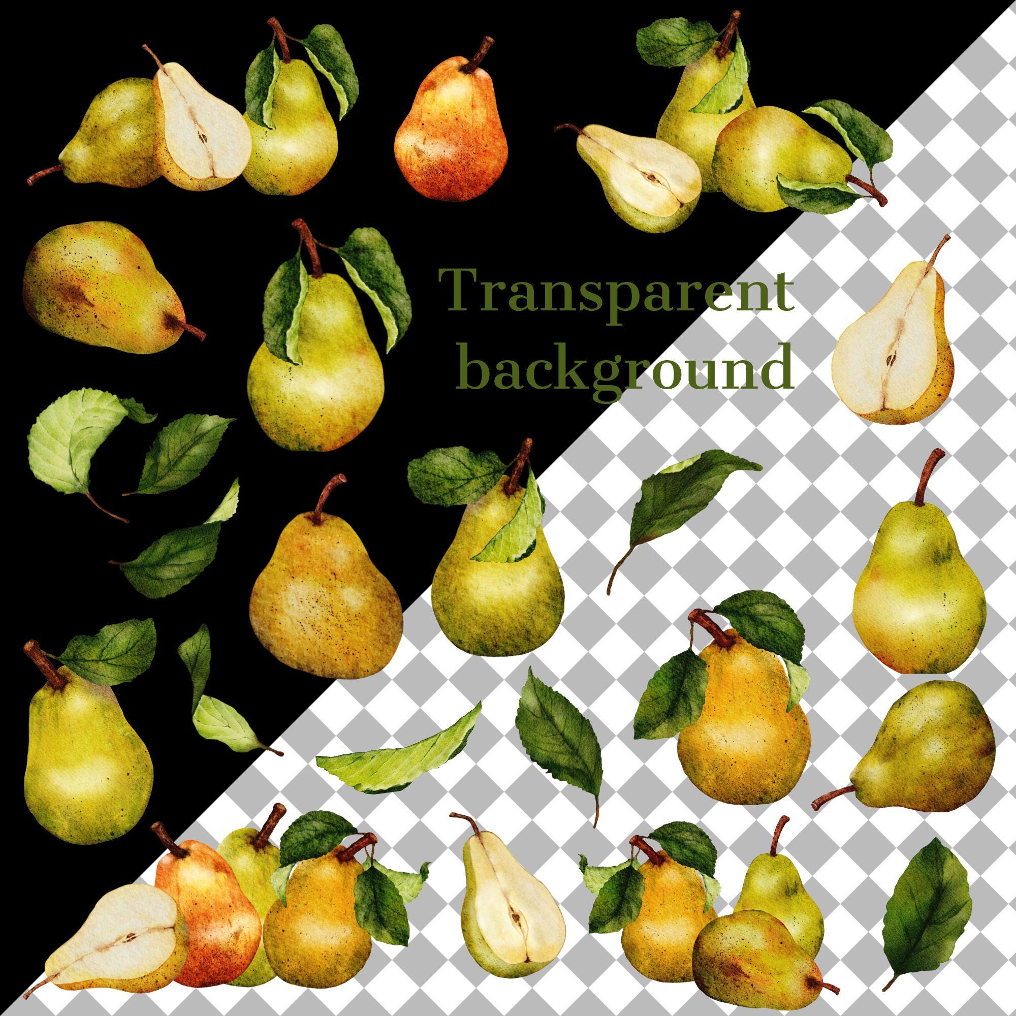 Hand Painted Pears Clipart Bundle, Pear PNG, Transparent Background ...
