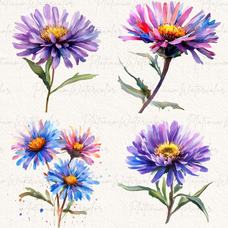 Watercolor Aster Clipart, Flower Clipart - Instant Download for ...