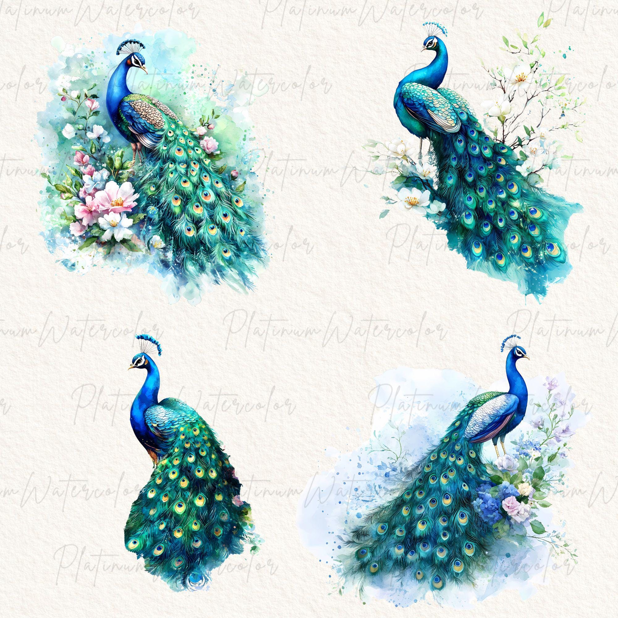 10 Peacock Clipart, Peacock Png, Spring Flowers, Transparent Background ...