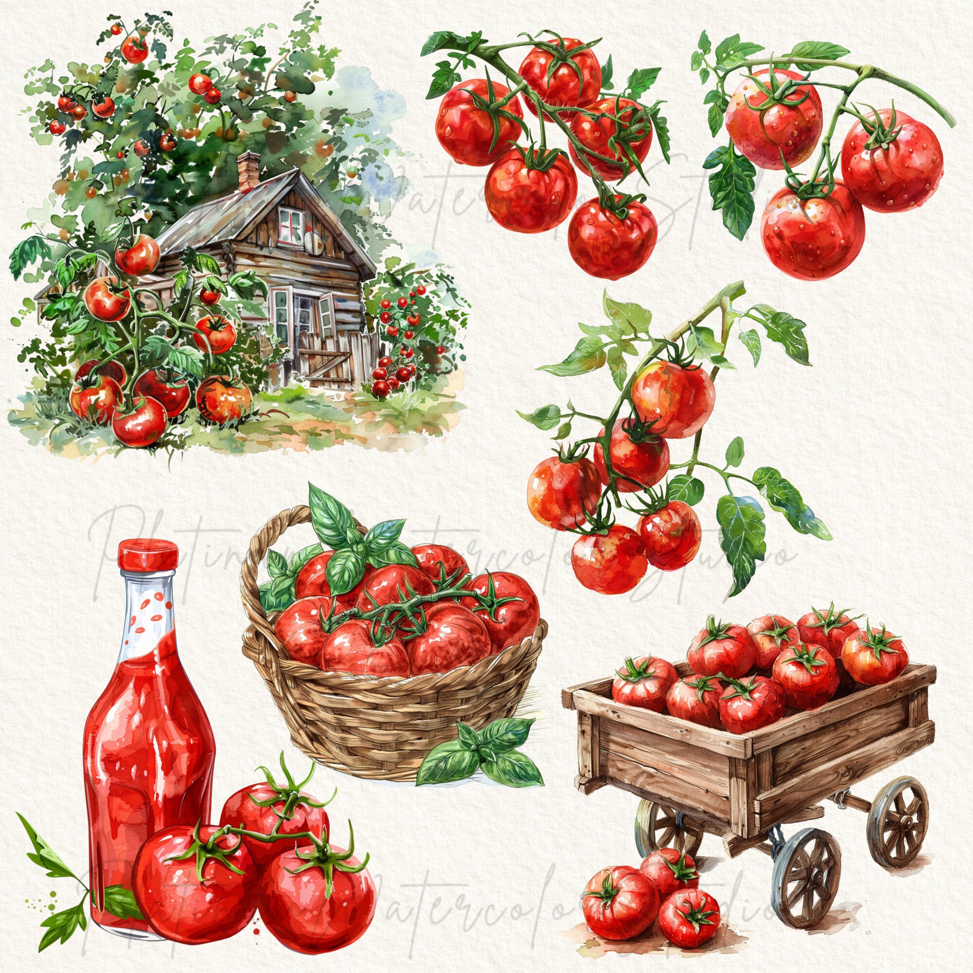 Watercolor Clipart Tomato Png, Vegetable Clipart Png, Garden Clipart ...
