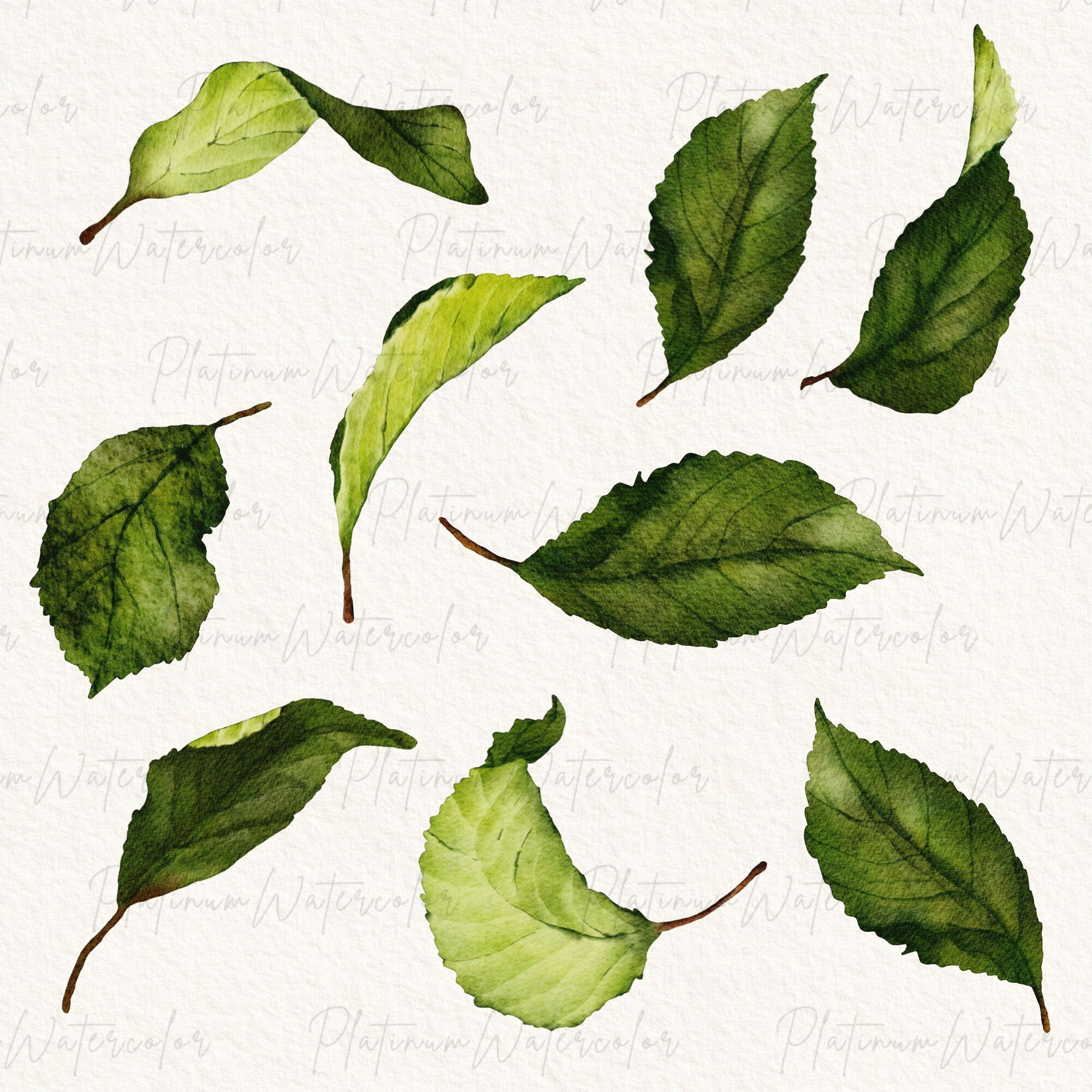 Watercolor Clipart Apple, Hand-painted Apple Png, Red Apple, Food ...