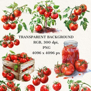 Watercolor Clipart Tomato Png, Vegetable Clipart Png, Garden Clipart ...
