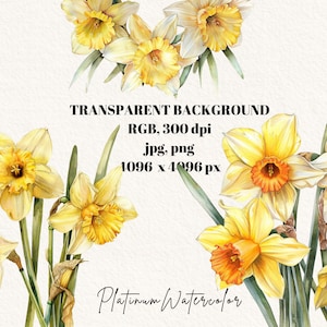 Watercolor Flowers Daffodil Easter Clipart, Clipart Bundle Daffodil ...