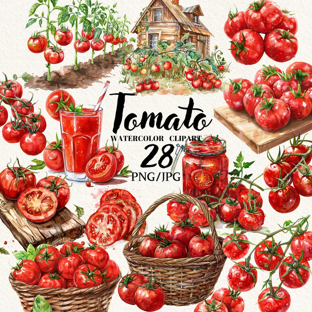Watercolor Tomato Illustration Clipart, High Quality PNG Files ...