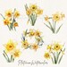 Watercolor Flowers Daffodil Easter Clipart, Clipart Bundle Daffodil ...