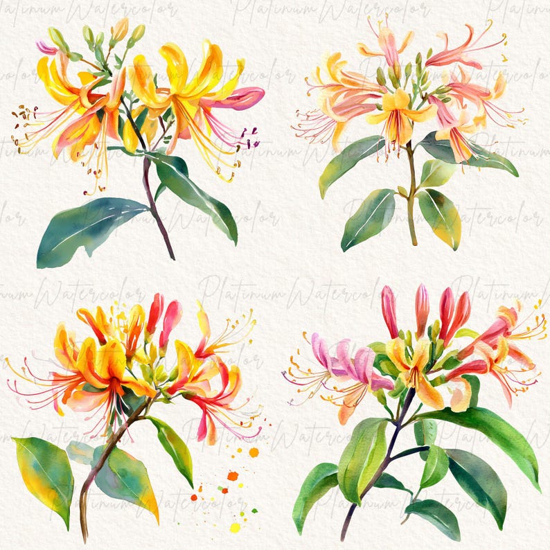 Watercolor Honeysuckle Clipart, Watercolor Flowers - Transparent ...