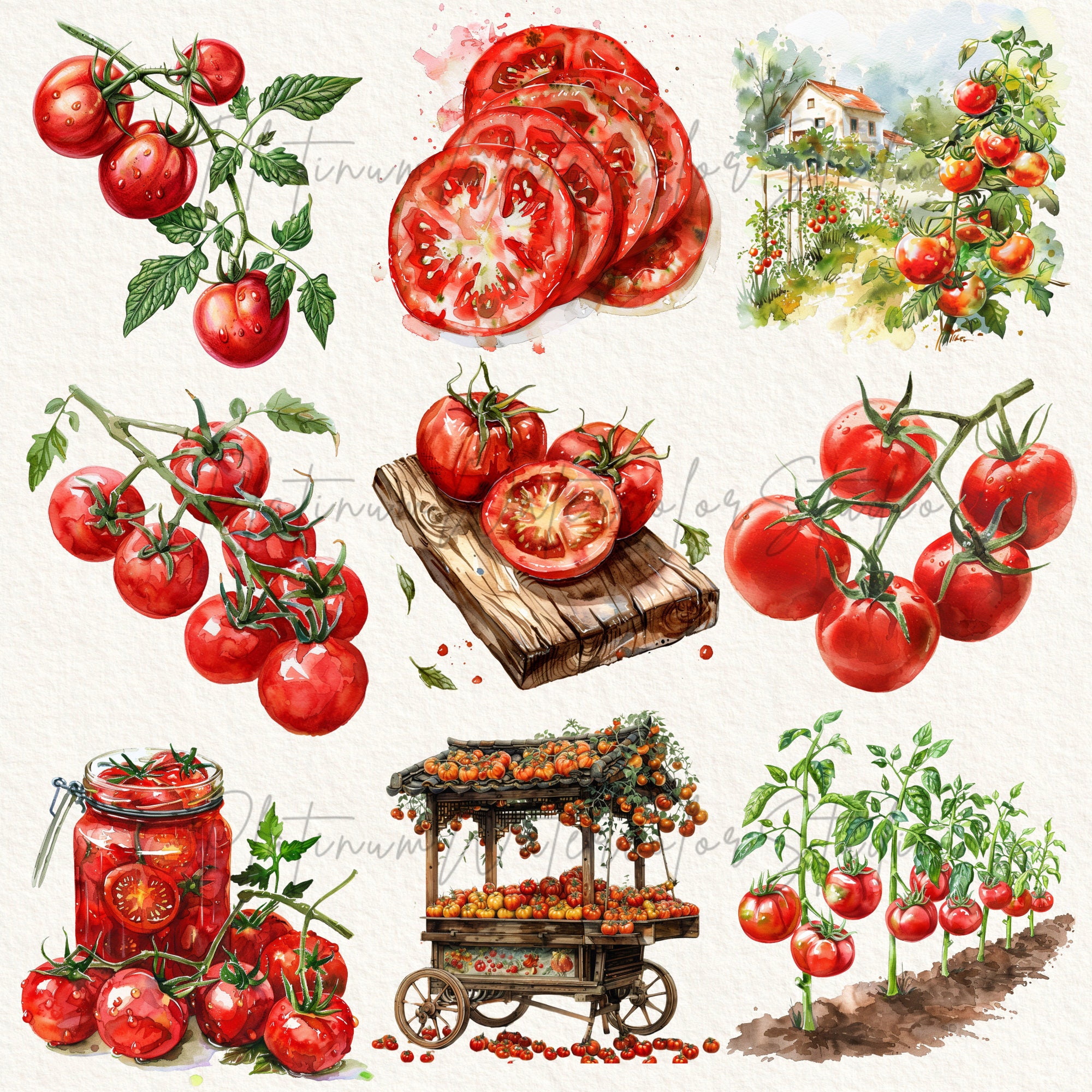 Watercolor Tomato Illustration Clipart, High Quality PNG Files ...