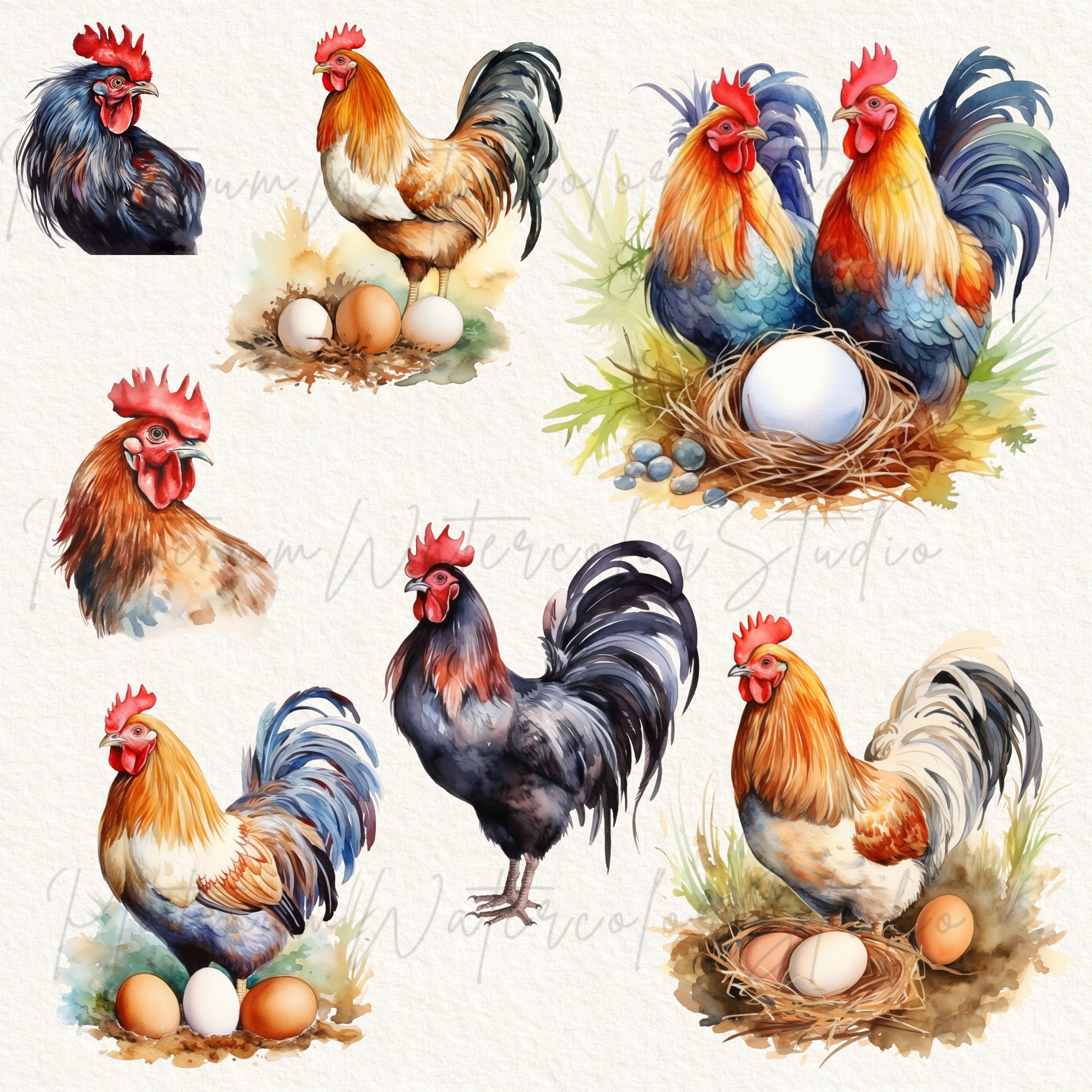 Watercolor Rooster Clipart, Chicken Png, Watercolor Chicken Clipart ...
