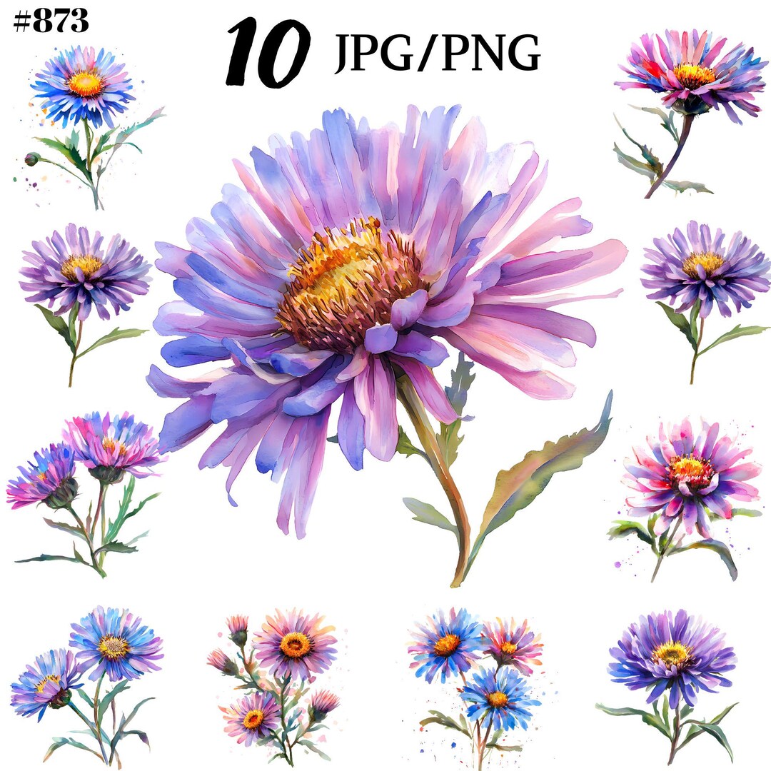 Watercolor Aster Clipart, Flower Clipart - Instant Download for ...