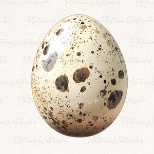 10 Quail Egg, Clipart Bundle, Easter Png, Spring Clipart, Easter ...