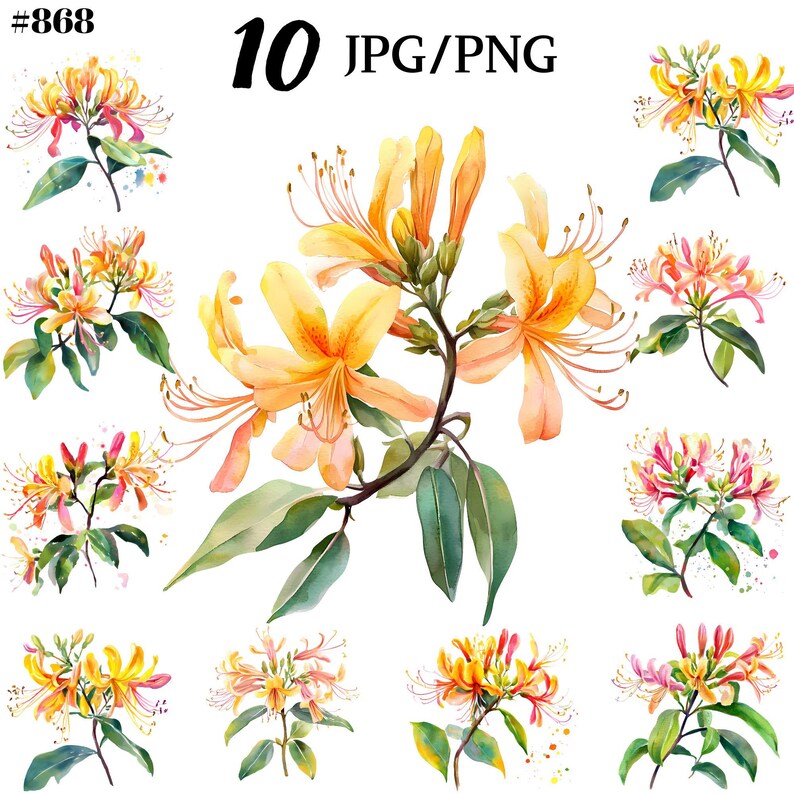 Watercolor Honeysuckle Clipart, Watercolor Flowers - Transparent ...