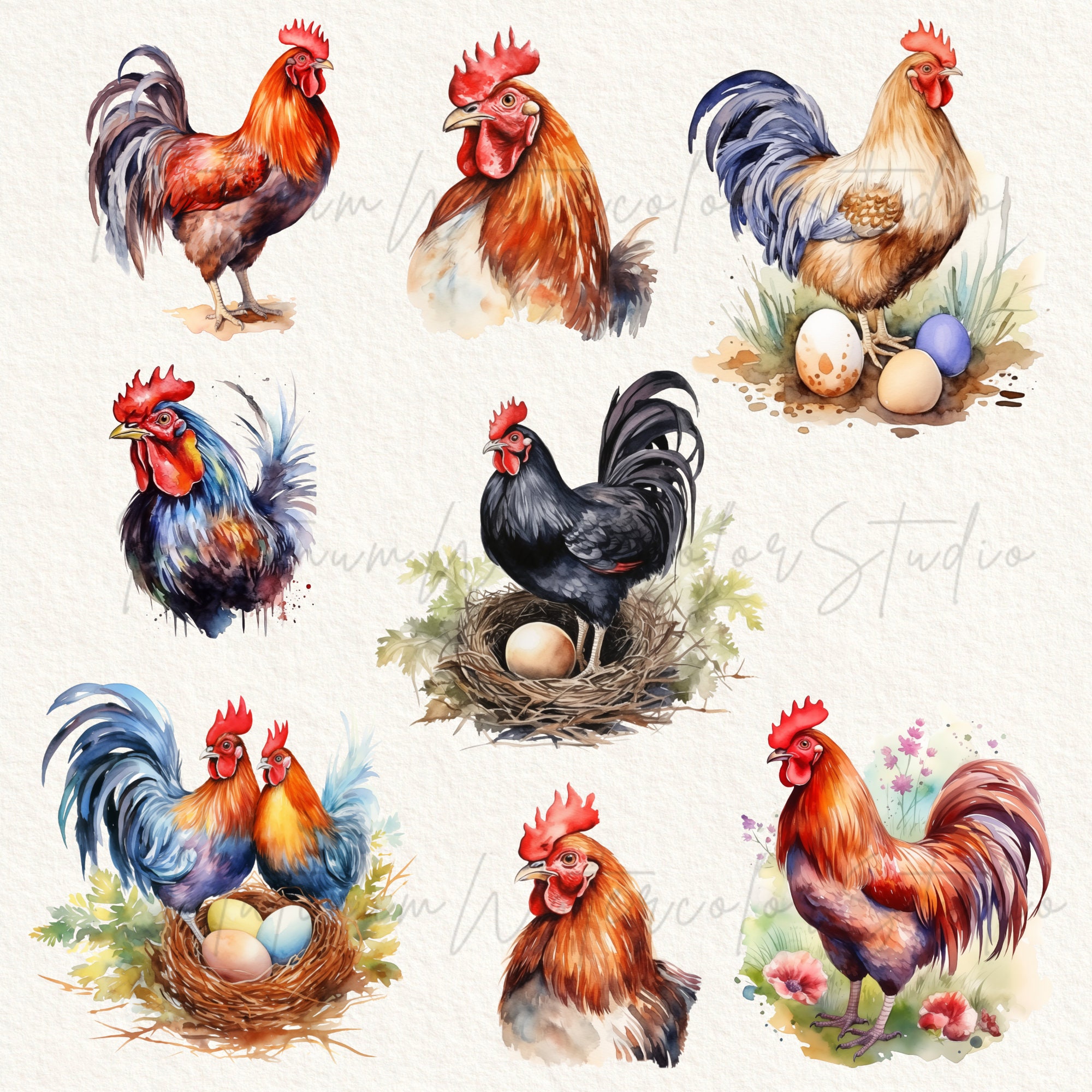 Watercolor Rooster Clipart, Chicken Png, Watercolor Chicken Clipart ...