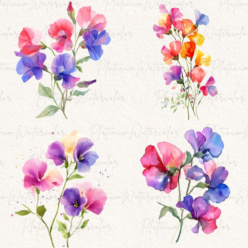 Watercolor Sweet Pea Clipart, April Birthday, Transparent Background ...