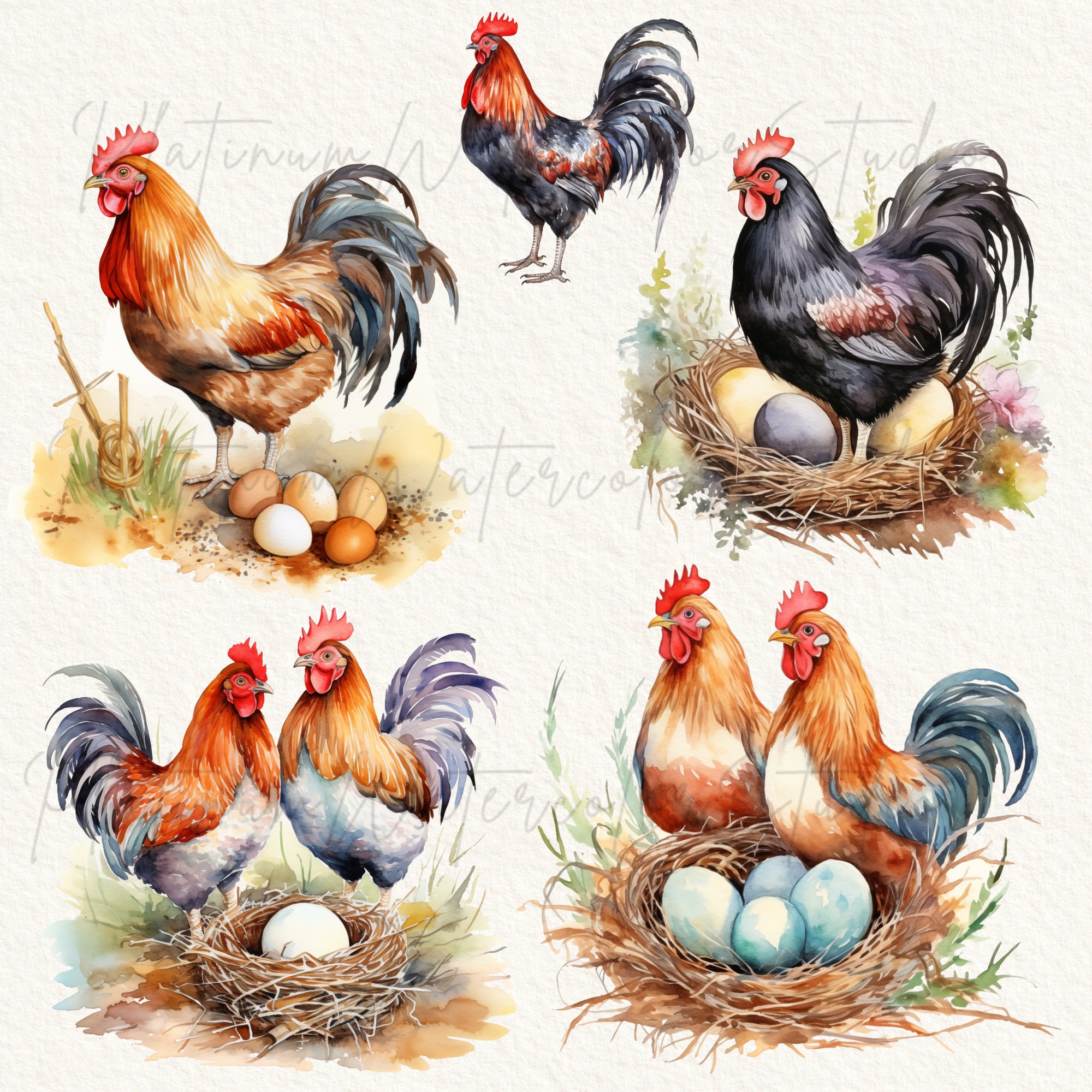 Watercolor Rooster Clipart, Chicken Png, Watercolor Chicken Clipart ...