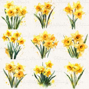 Spring Blooms Clipart - Beautiful Daffodil Design for Commercial Use ...