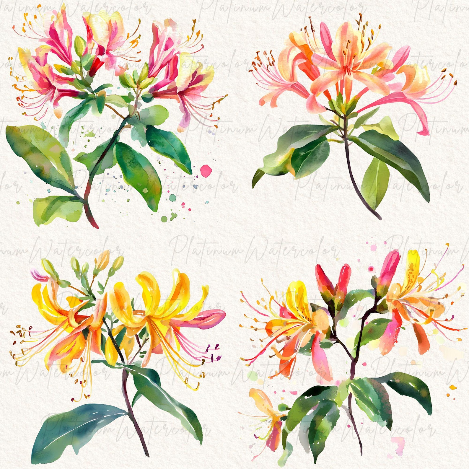 Watercolor Honeysuckle Clipart, Watercolor Flowers - Transparent ...